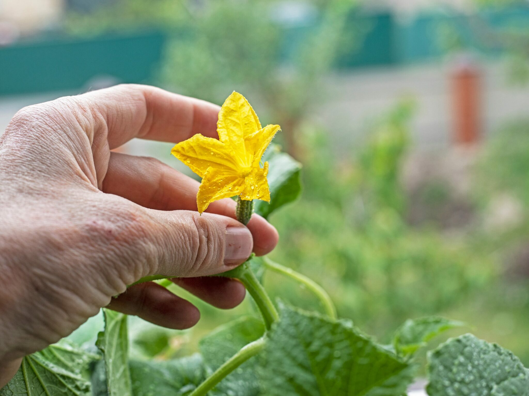 Regulatory Services | Syntech Research Group